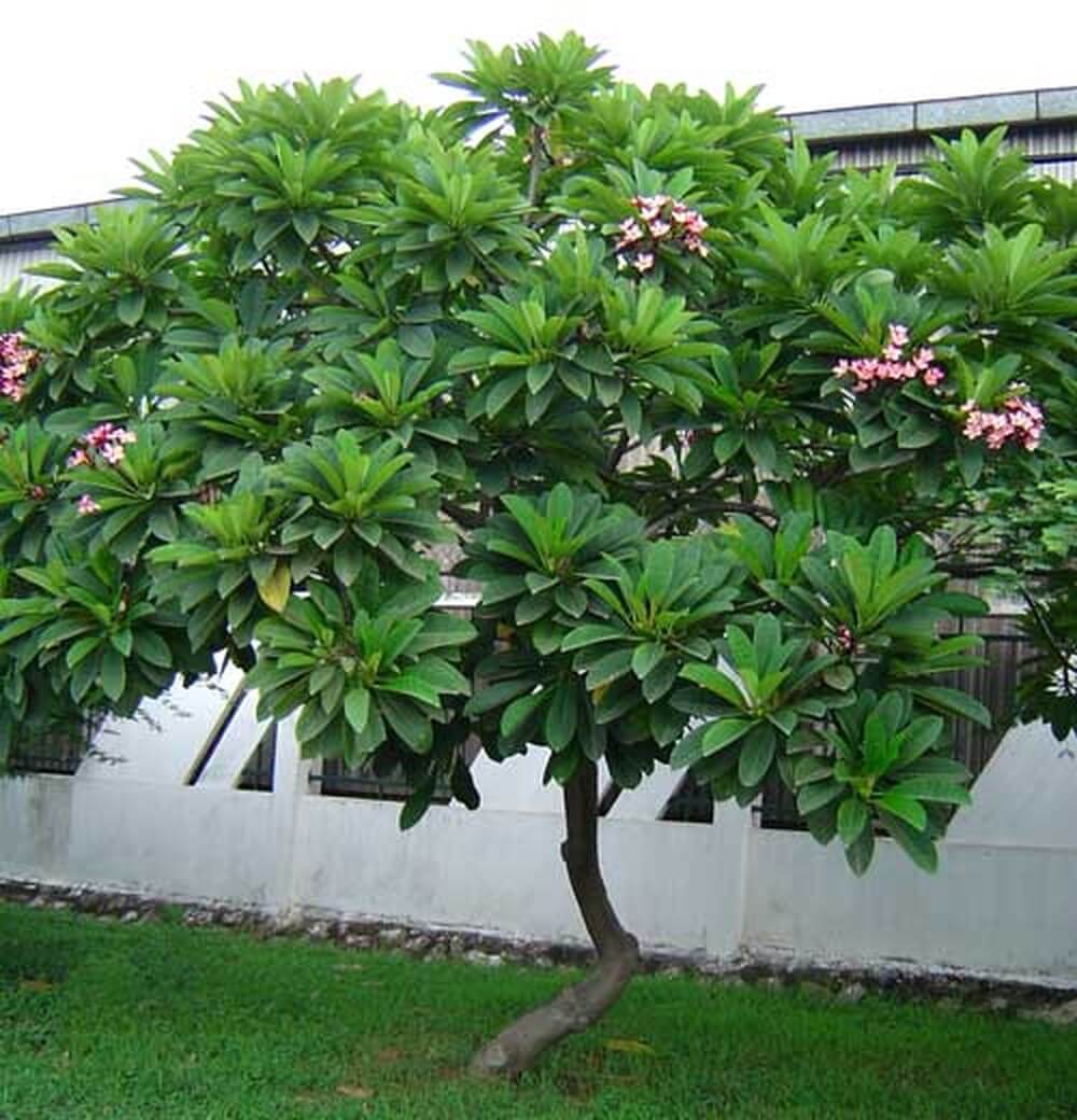 Bảng Báo Giá Cây Đại Đỏ Mới Nhất 2022 | Cây Xanh Tân Thúy