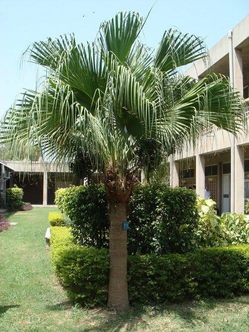 Cây Cọ Trơn - Ý Nghĩa Và đặc điểm | Cây Xanh Tân Thúy