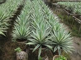 Cây Dứa Agao Nam Mỹ - ý Nghĩa Và Công Dụng Như Thế Nào? | Cây Xanh Tân Thúy