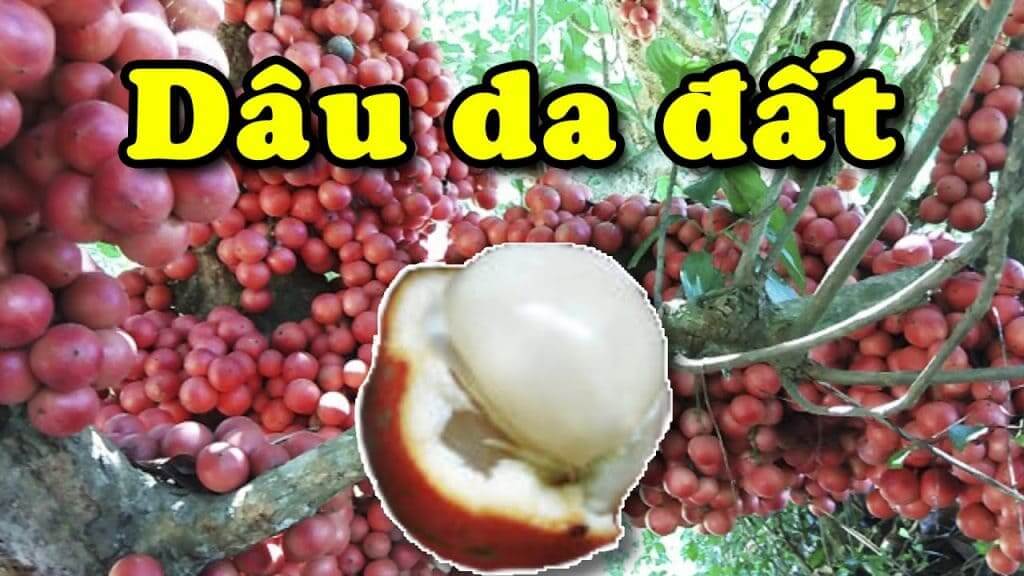 Cây Dâu Da đất: Hướng Dẫn Chi Tiết Cách Trồng Và Chăm Sóc | Cây Xanh ...