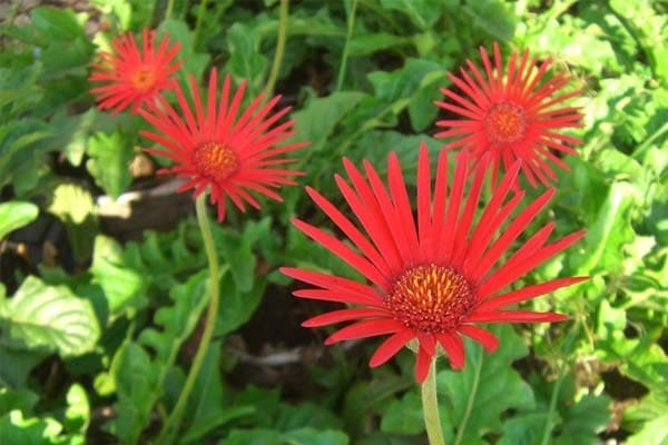 Hoa đồng Tiền: Đặc điểm, Nguồn Gốc Và Công Dụng | Cây Xanh Tân Thúy