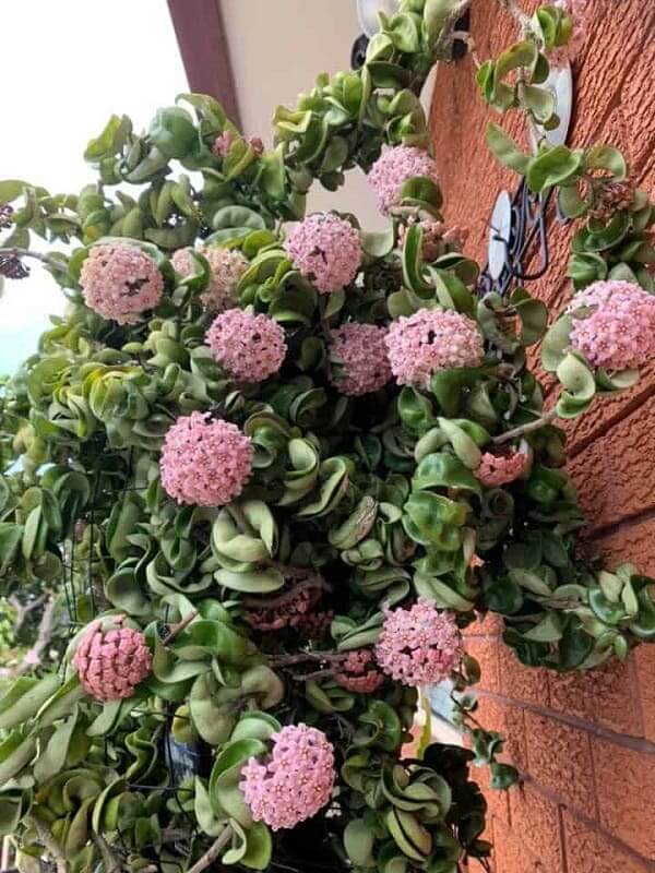 Các Loại Cây Dây Leo Nên Trồng để Căn Nhà Luôn Xanh Mát | Cây Xanh Tân Thúy