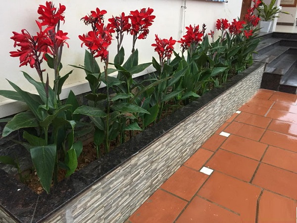 Bán Cây Rong Riềng đỏ, Rong Riềng Cảnh Nhiều Màu Giá Tốt | Cây Xanh Tân ...