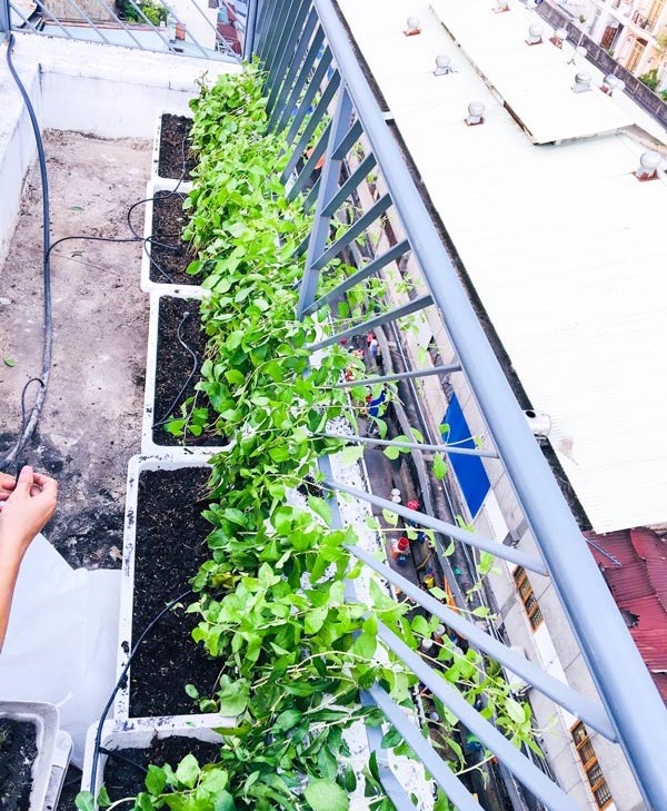 Cúc Tần Ấn Độ Trồng Ban Công - Những điều Bạn Cần Biết | Cây Xanh Tân Thúy