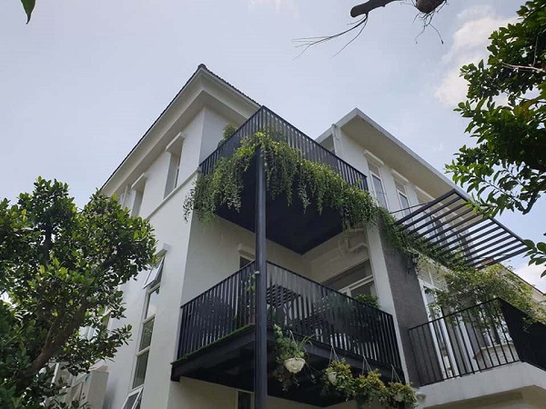 Cúc Tần Ấn Độ Trồng Ban Công - Những điều Bạn Cần Biết | Cây Xanh Tân Thúy