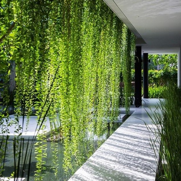 Cúc Tần Ấn Độ Trồng Ban Công - Những điều Bạn Cần Biết | Cây Xanh Tân Thúy