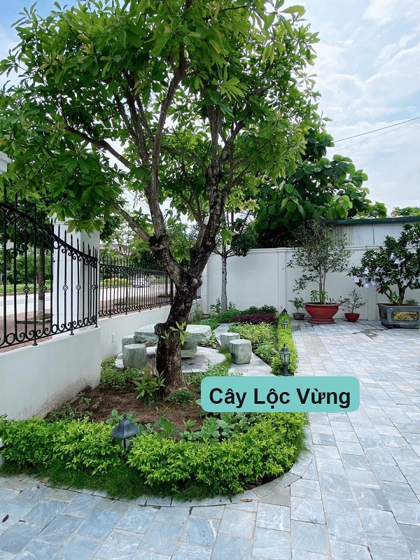 Cây Bóng Mát Sân Vườn ít Rụng Lá Mà Bạn Nên Trồng | Cây Xanh Tân Thúy